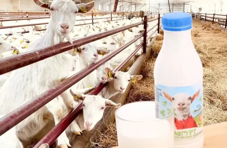 Organic farm "DAK Goat Farm" - Sustainable Development Goals in Belarus